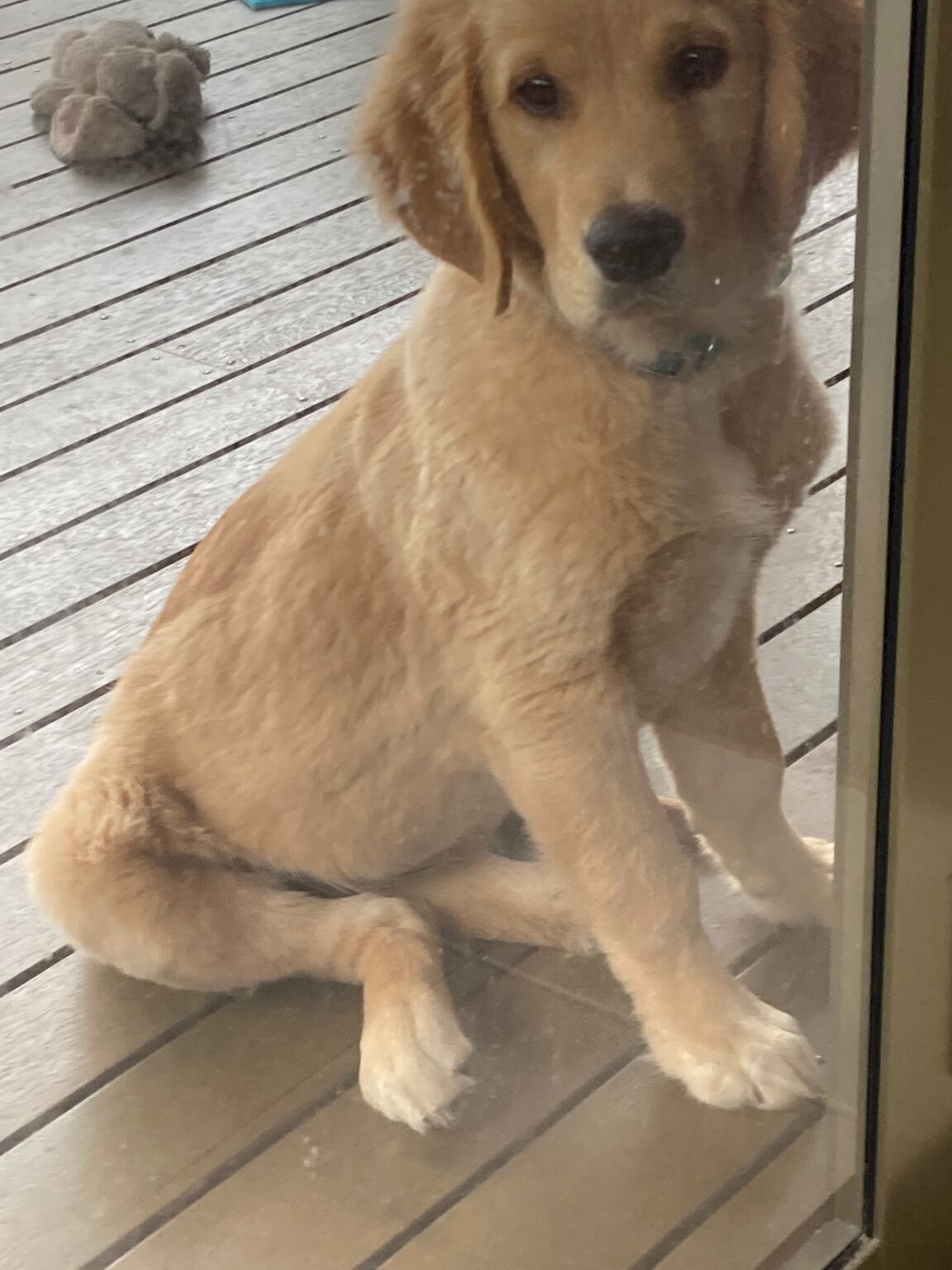Is it hip dysplasia or is it just a puppy sit? | The Hip Health Project